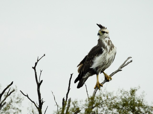 Photos - Chaco Eagle - Buteogallus coronatus - Birds of the World