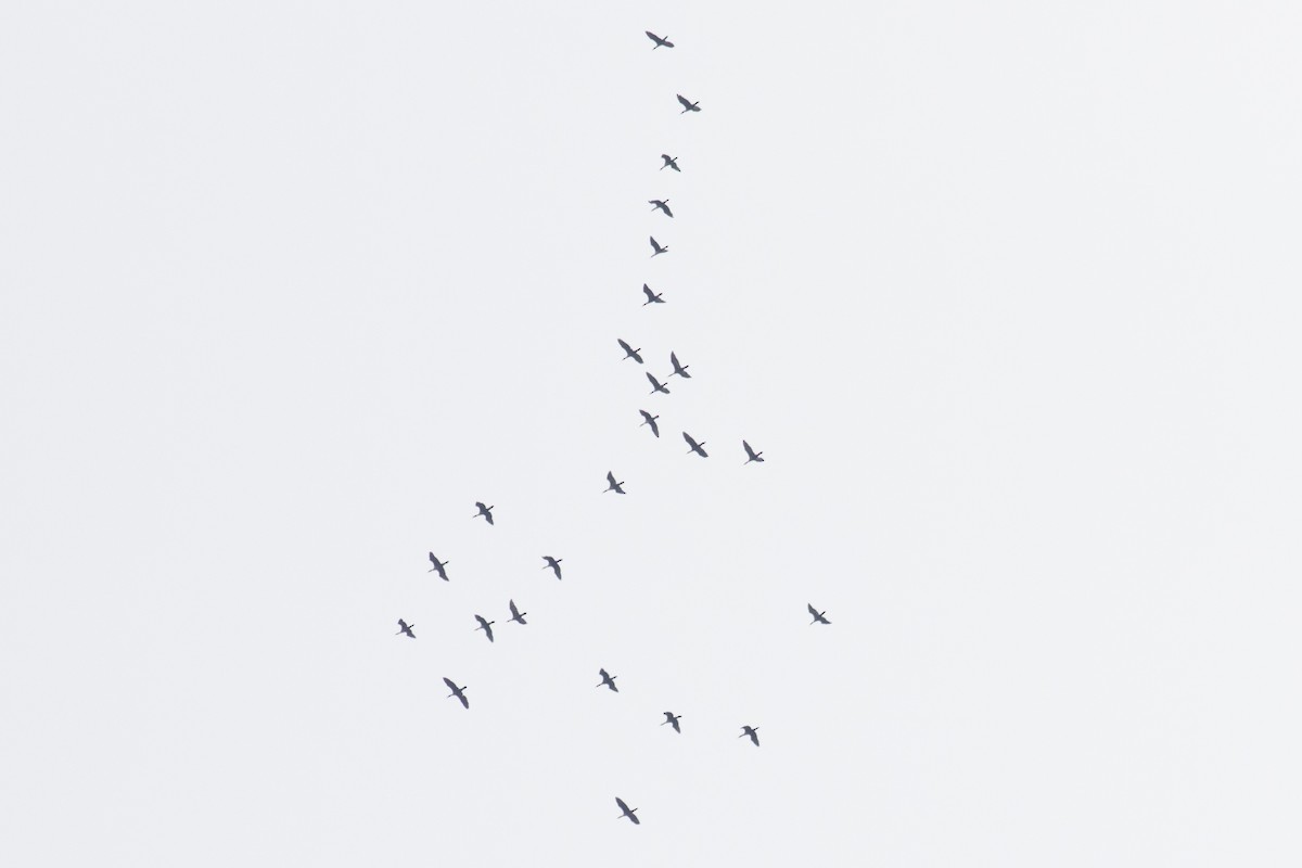 eBird Checklist - 26 Oct 2017 - Ashland Nature Center and Hawk Watch ...