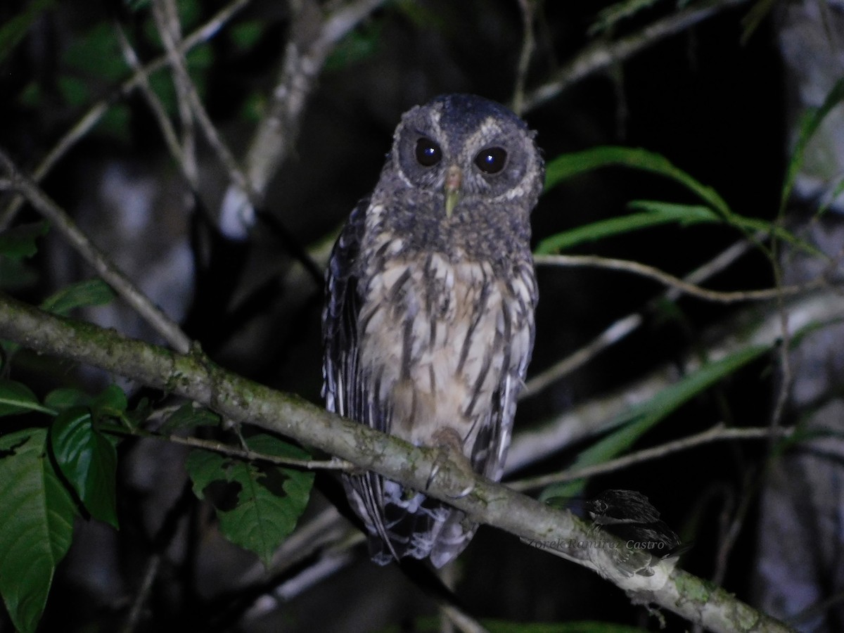 eBird Checklist - 21 Oct 2017 - Estación Biológica el Zota - 70 species