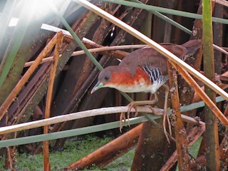 Rufous-sided Crake - eBird
