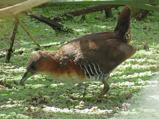 Rufous-sided Crake - eBird