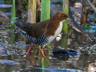 Red-and-white Crake - eBird