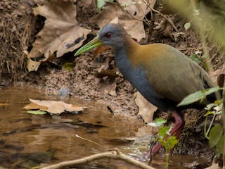 Slaty-breasted Wood-Rail - eBird