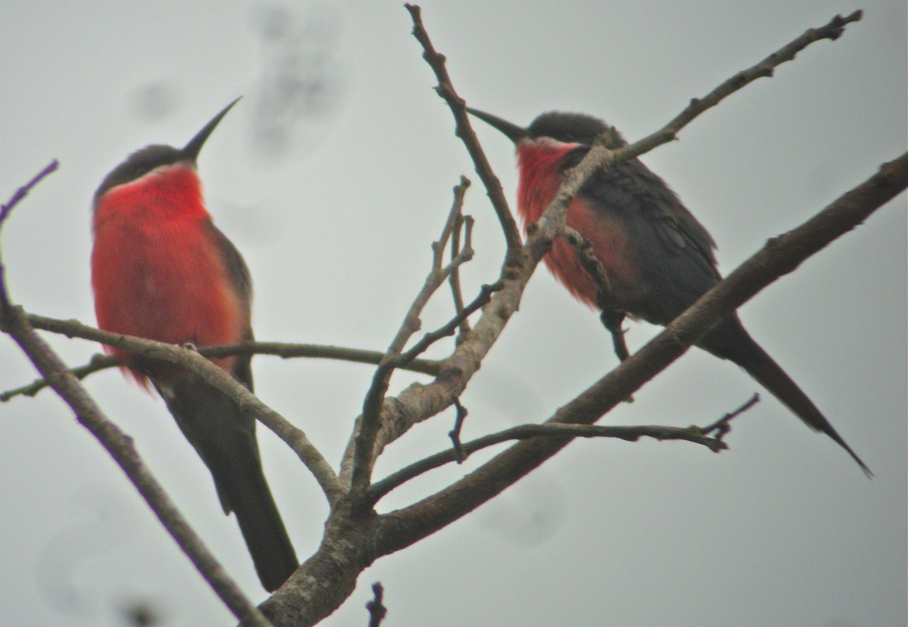 Rosy Bee-eater - eBird