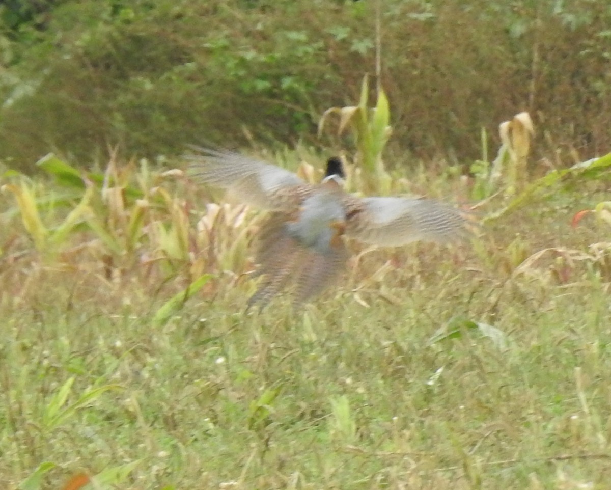 eBird Checklist - 29 Oct 2017 - 未央宫遗址公园 (Weiyang Palace Relics Park ...