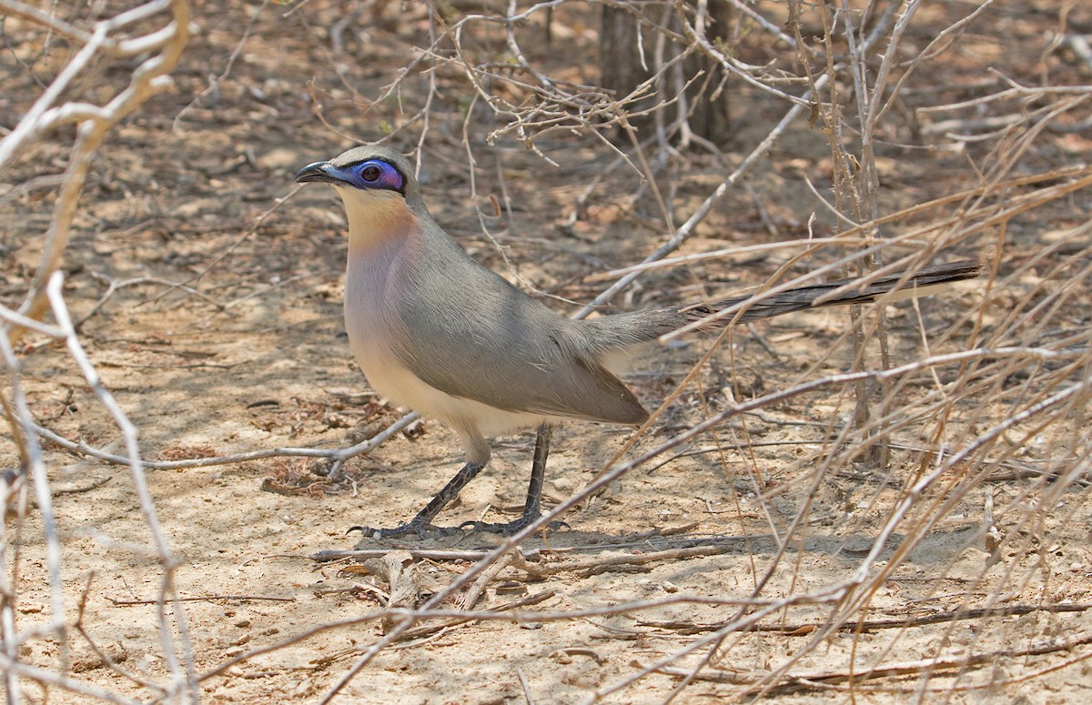 Running Coua - Coua cursor - Birds of the World