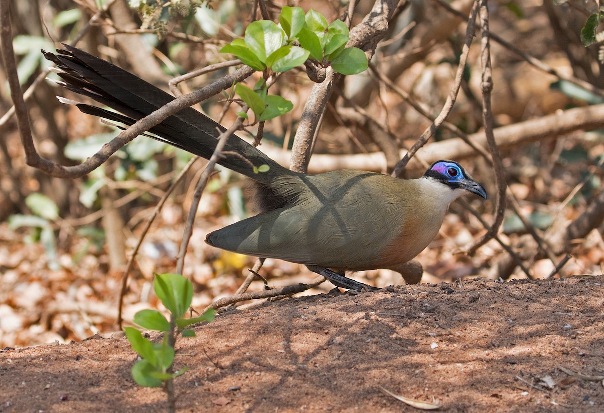 Giant Coua - Coua gigas - Birds of the World