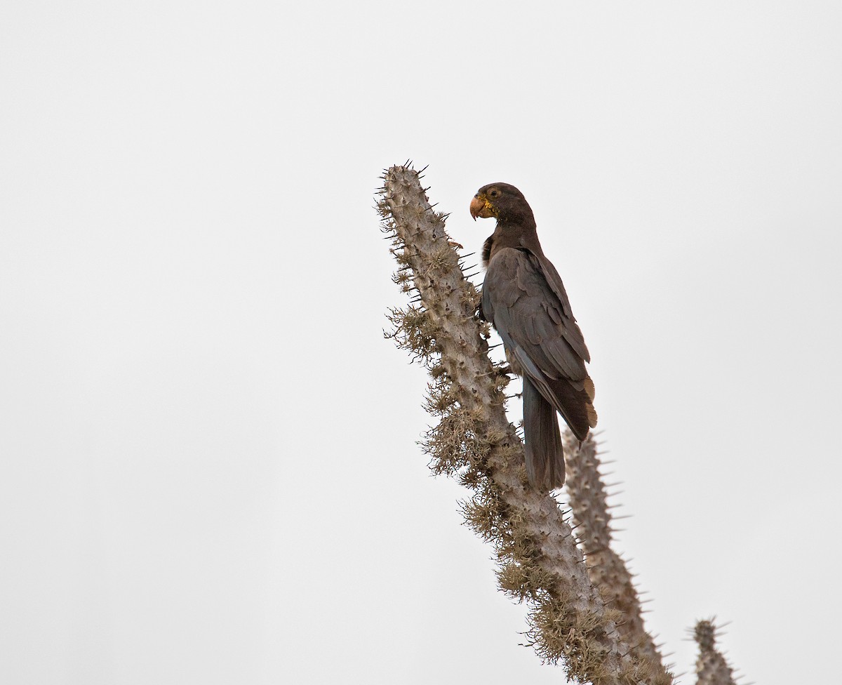 Greater Vasa Parrot - Coracopsis vasa - Birds of the World