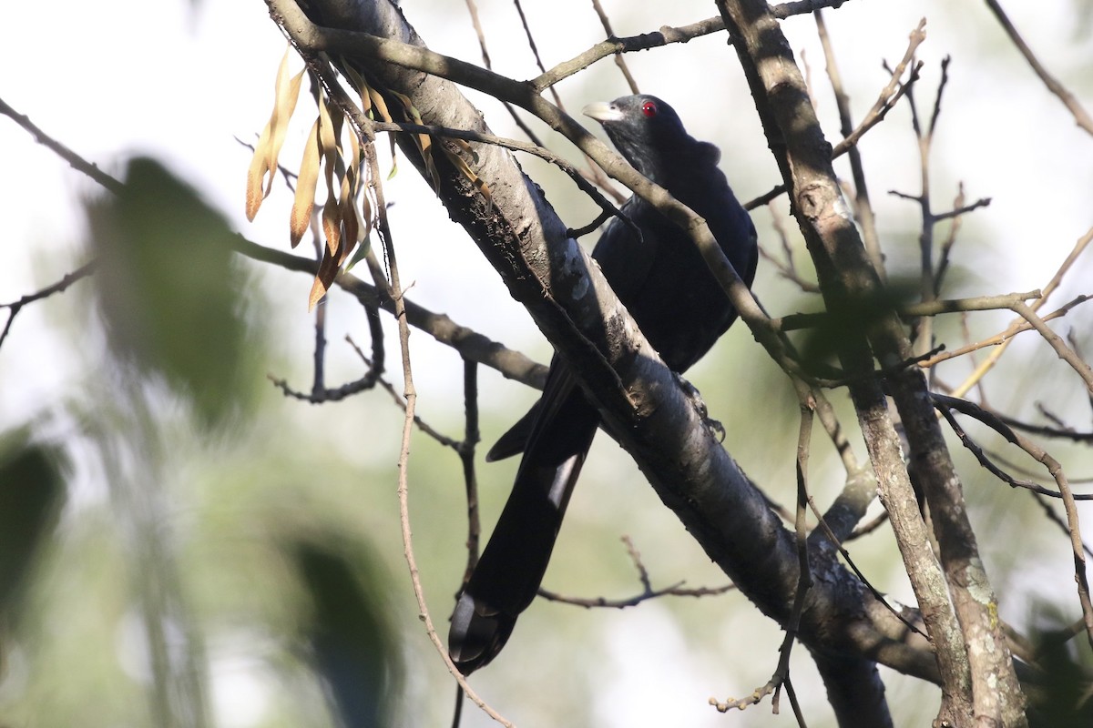 eBird Checklist - 5 Oct 2017 - Fishtail Lodge - 14 species