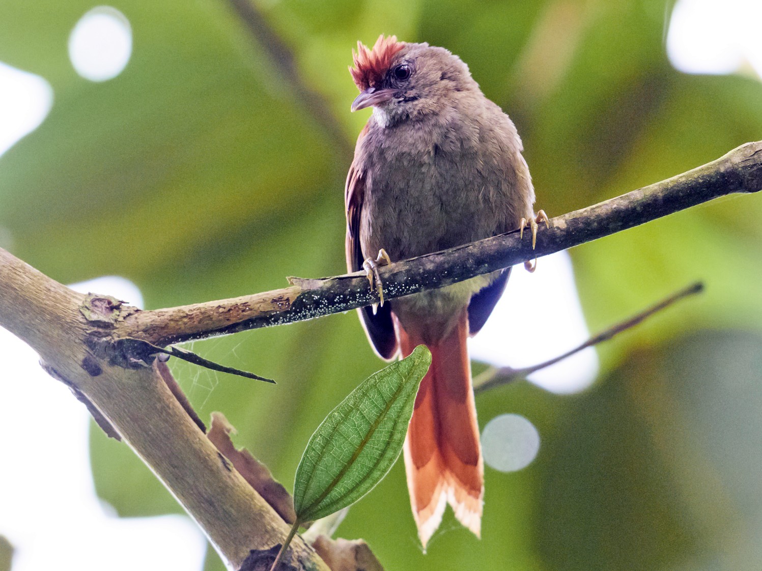 Ash-browed Spinetail - eBird