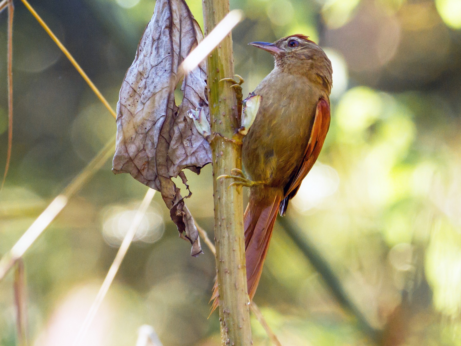 Ash-browed Spinetail - eBird