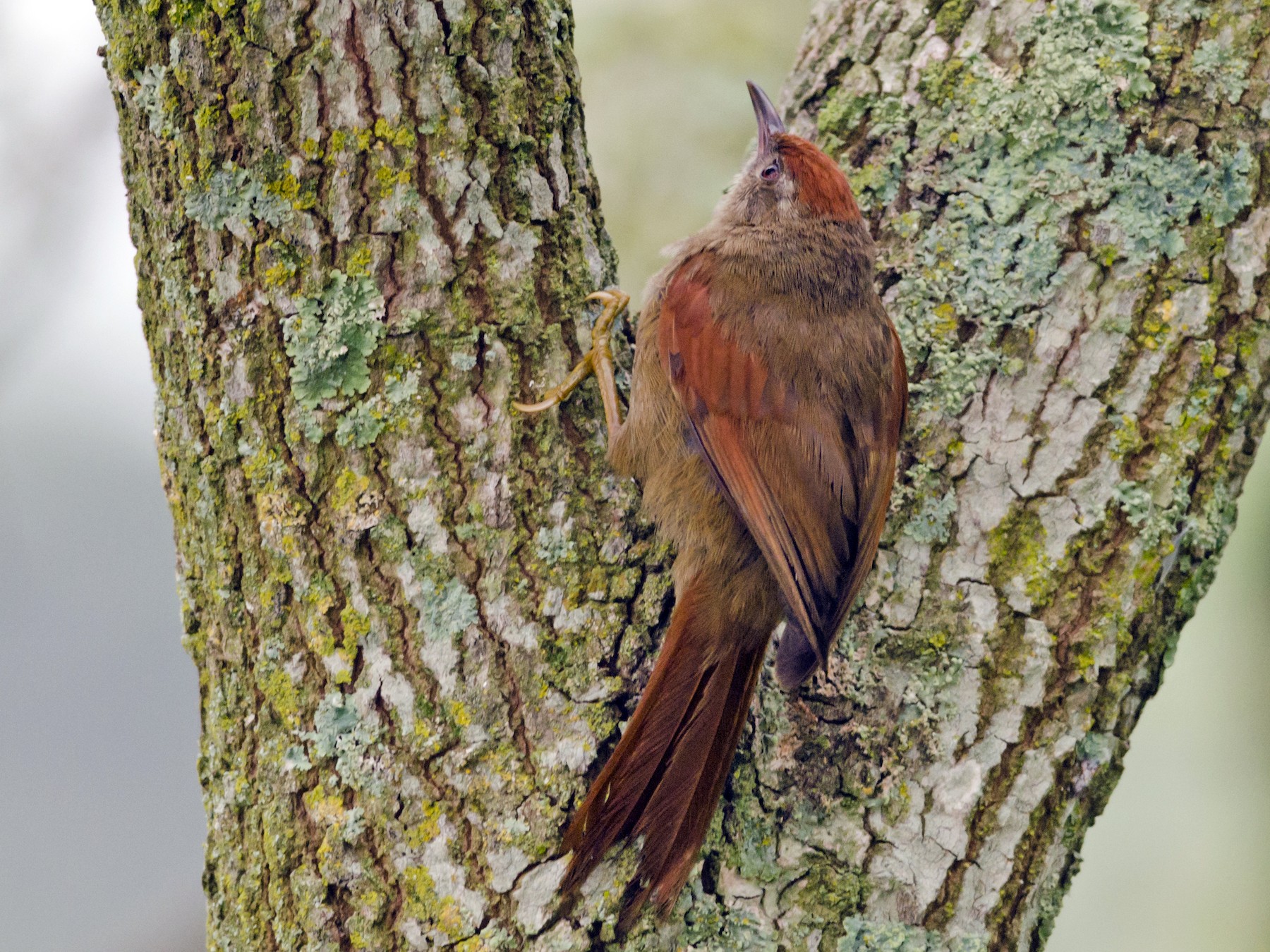 Ash-browed Spinetail - eBird