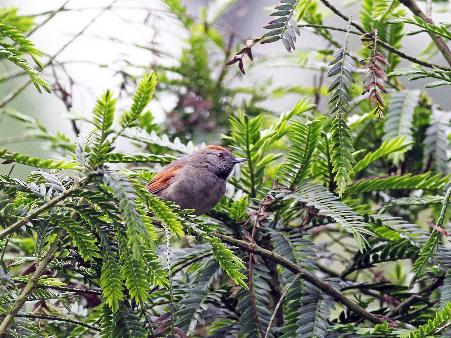 Silvery-throated Spinetail - eBird