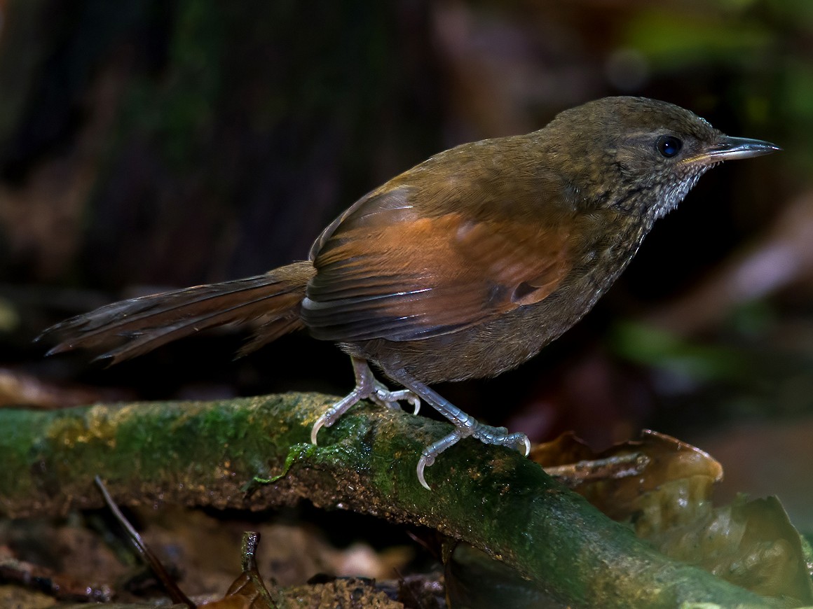 Stripe-breasted Spinetail - eBird