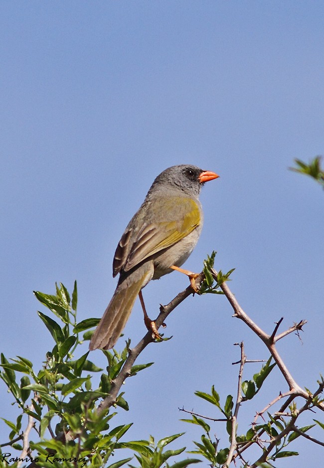 Verdón (Subesp. olivascens) - eBird