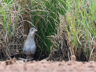Ash-throated Crake - eBird