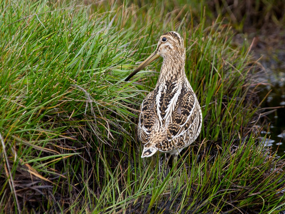 Magellanic Snipe - eBird