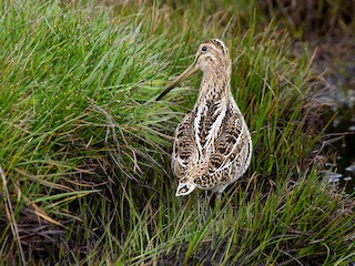 Magellanic Snipe - eBird