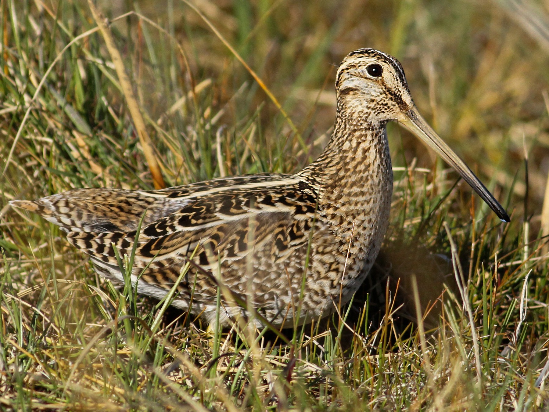 Pantanal/Magellanic Snipe - eBird