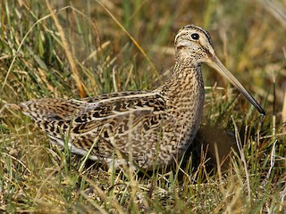 Magellanic Snipe - eBird