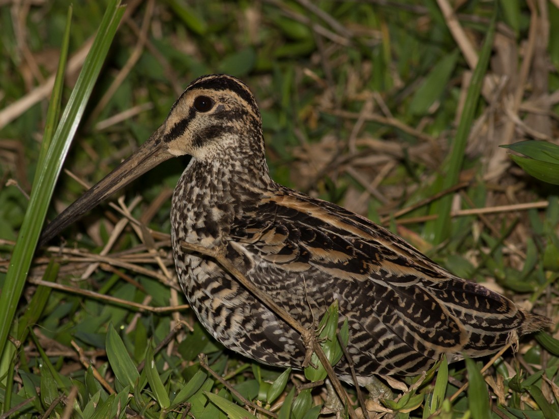 Giant Snipe - eBird