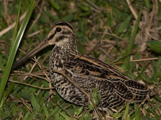 Giant Snipe - eBird