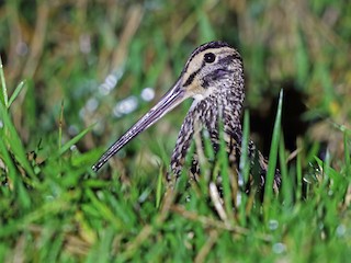 Giant Snipe - eBird