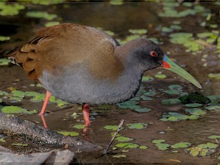 Plumbeous Rail - eBird