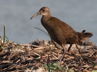 Plumbeous Rail - eBird