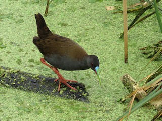 Plumbeous Rail - eBird