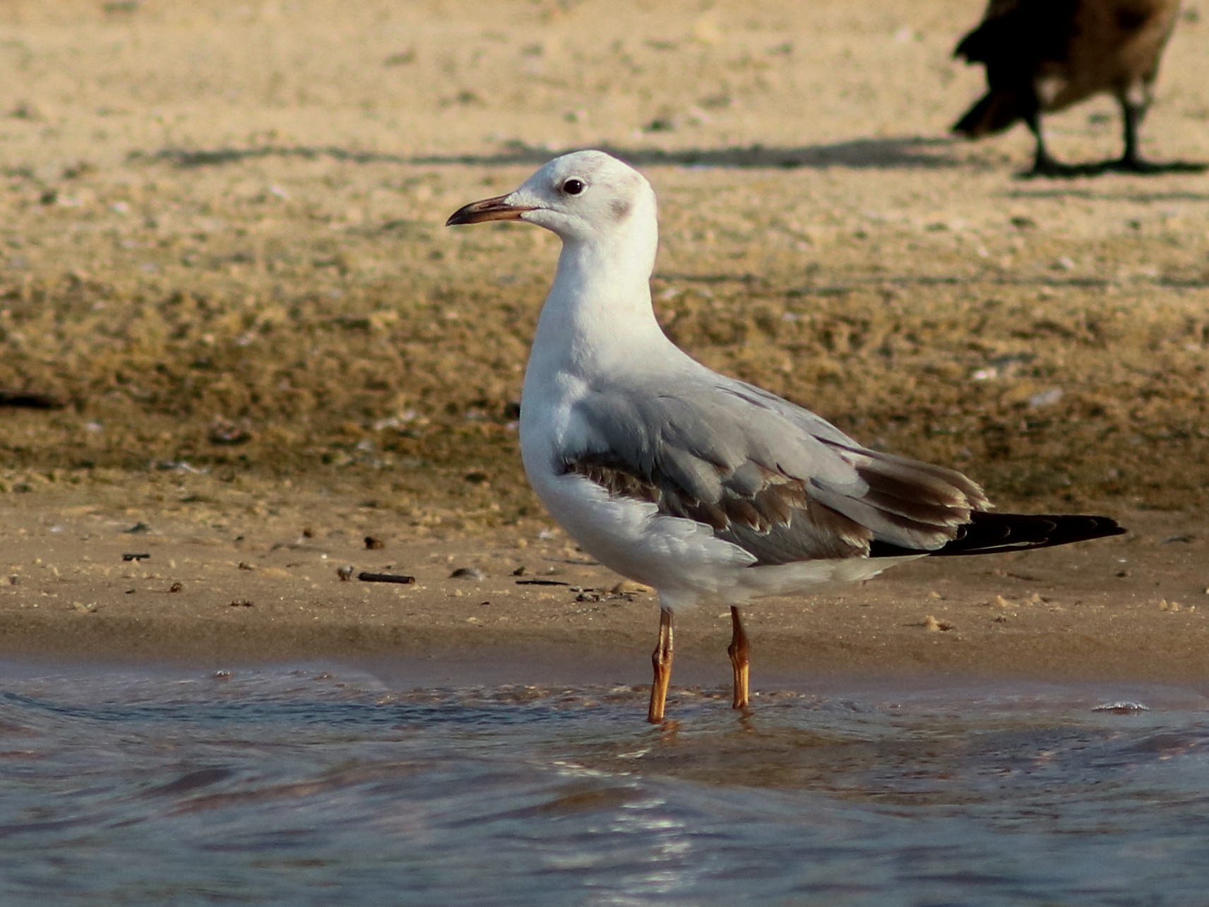 Gray-hooded Gull - eBird