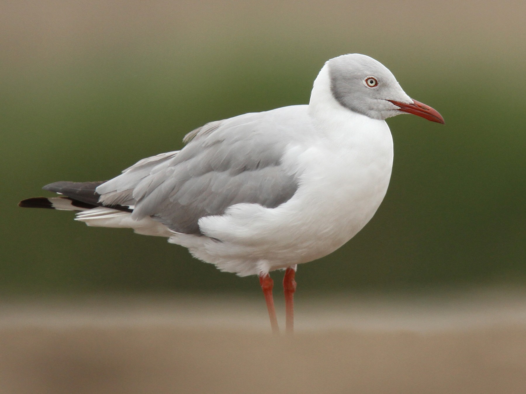 Gray-hooded Gull - eBird