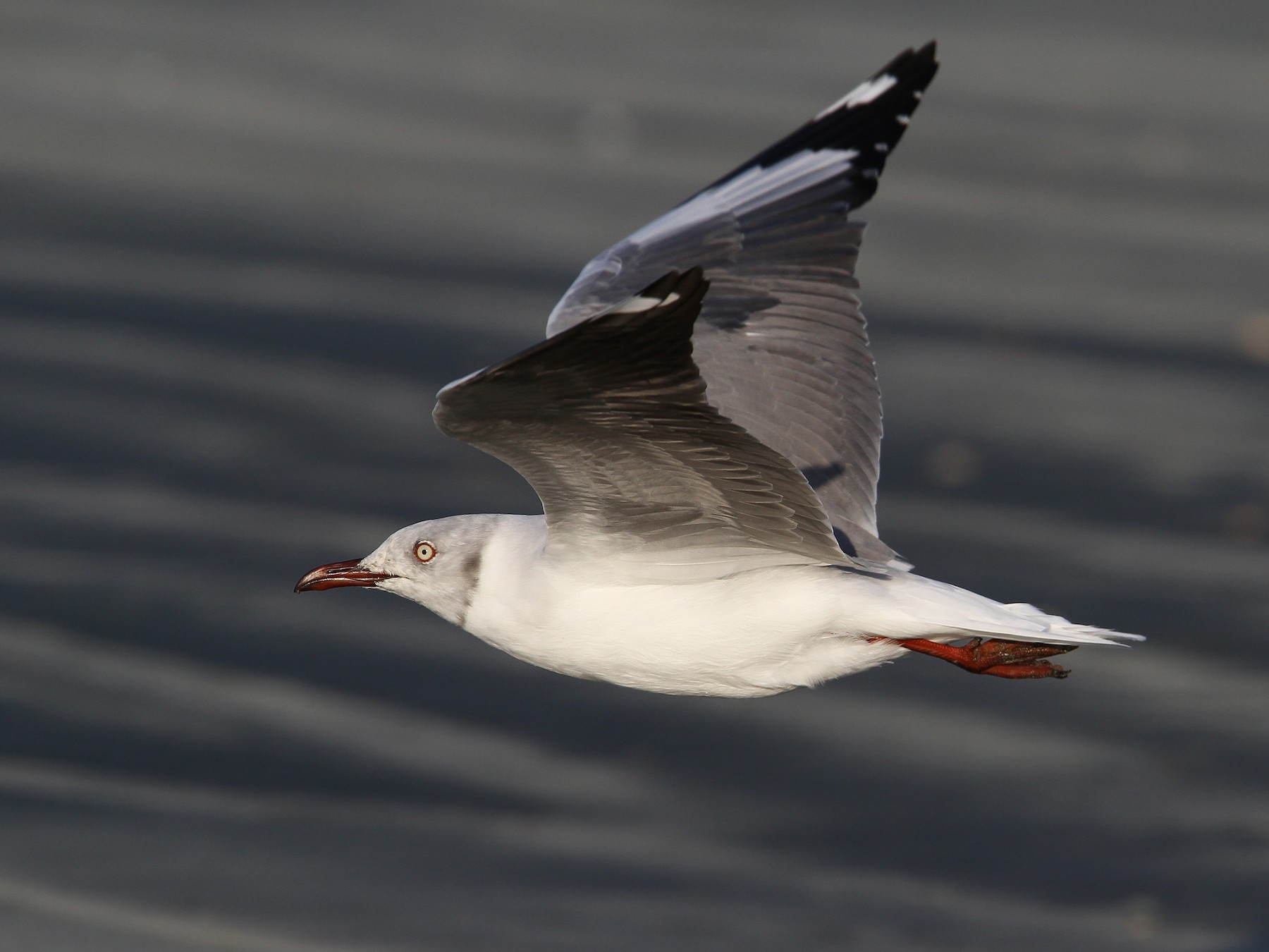 Gray-hooded Gull - eBird