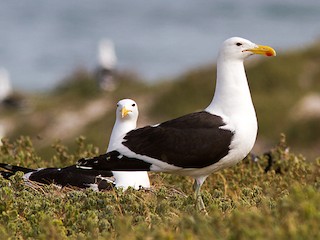 Kelp Gull - eBird
