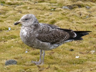 Kelp Gull - eBird