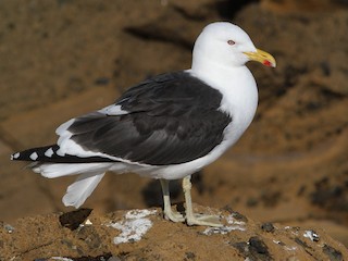 Kelp Gull - eBird