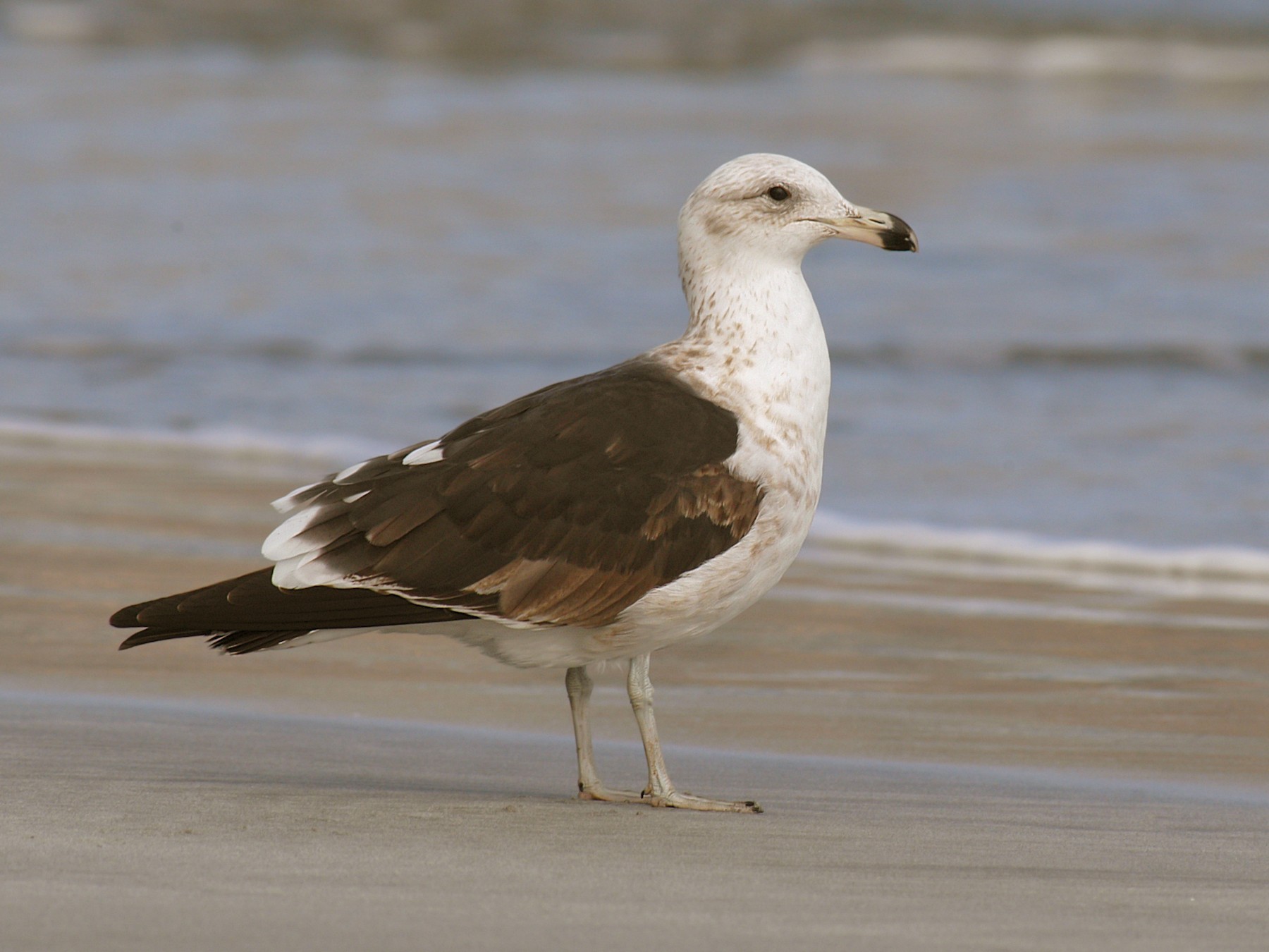 Kelp Gull - eBird