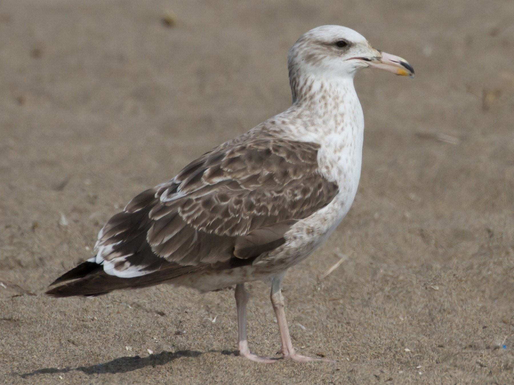 Kelp Gull - eBird