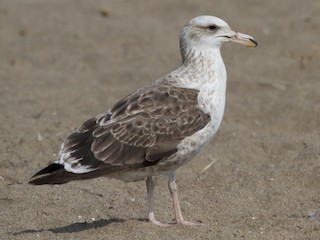 Kelp Gull - eBird