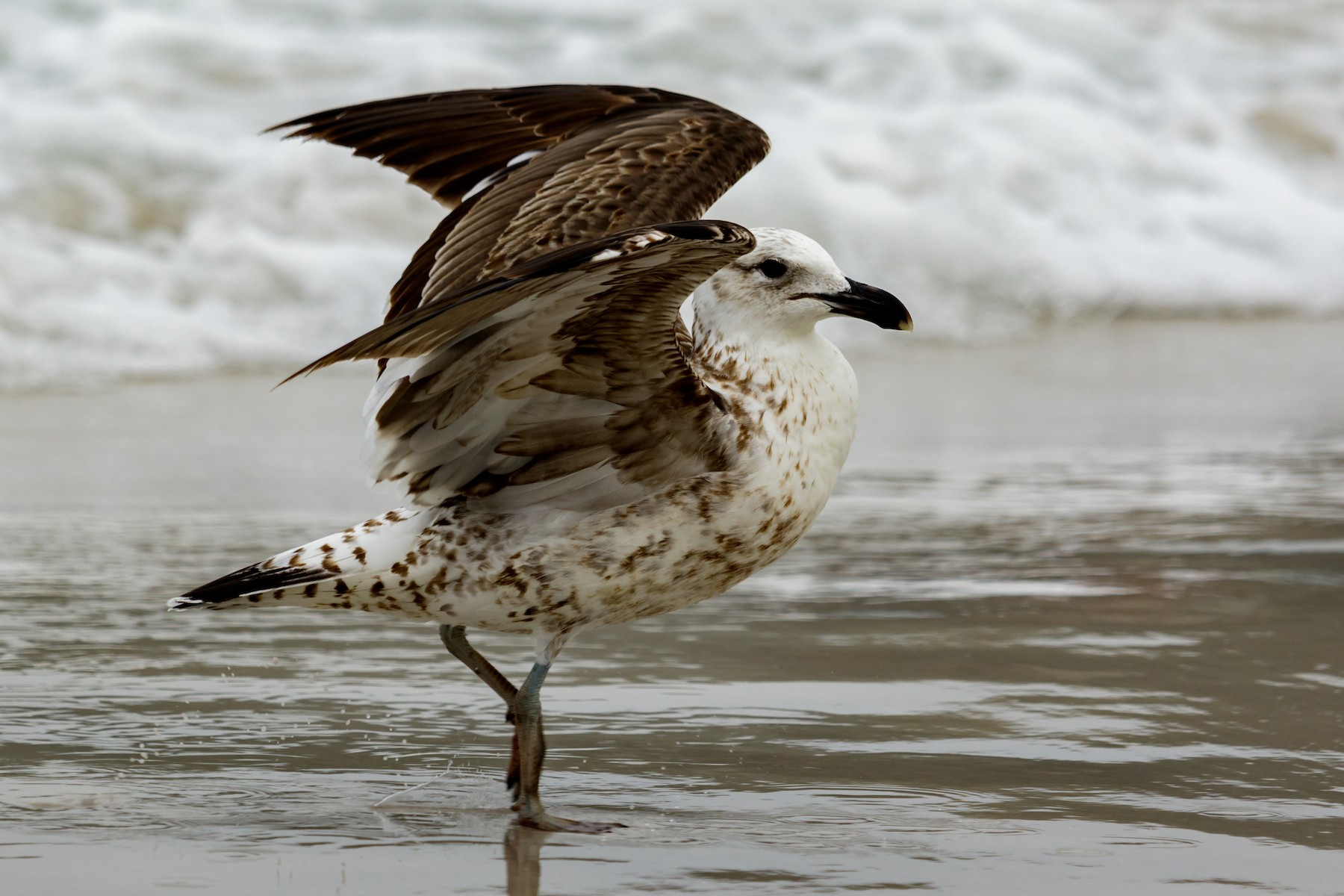 Kelp Gull - eBird