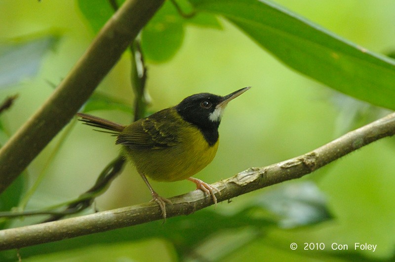 Yellow-breasted Tailorbird - eBird
