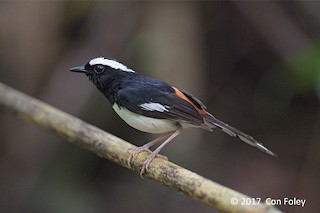 White-browed Shama - Copsychus luzoniensis - Birds of the World