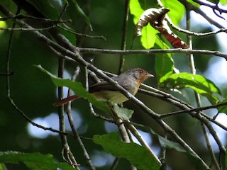 Chestnut-capped Flycatcher - Erythrocercus mccallii - Birds of the World