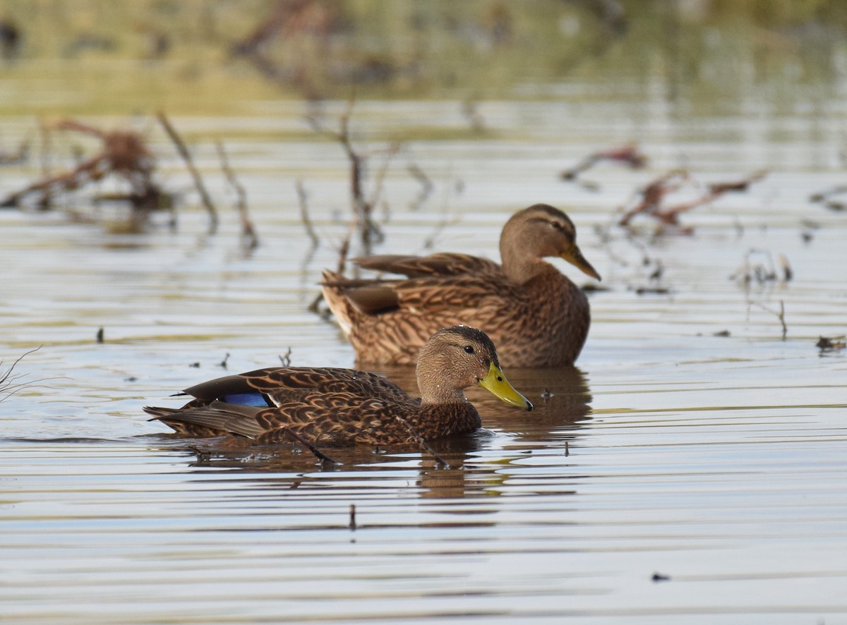 eBird Checklist - 2 Nov 2017 - Riparian Preserve at Gilbert Water Ranch ...