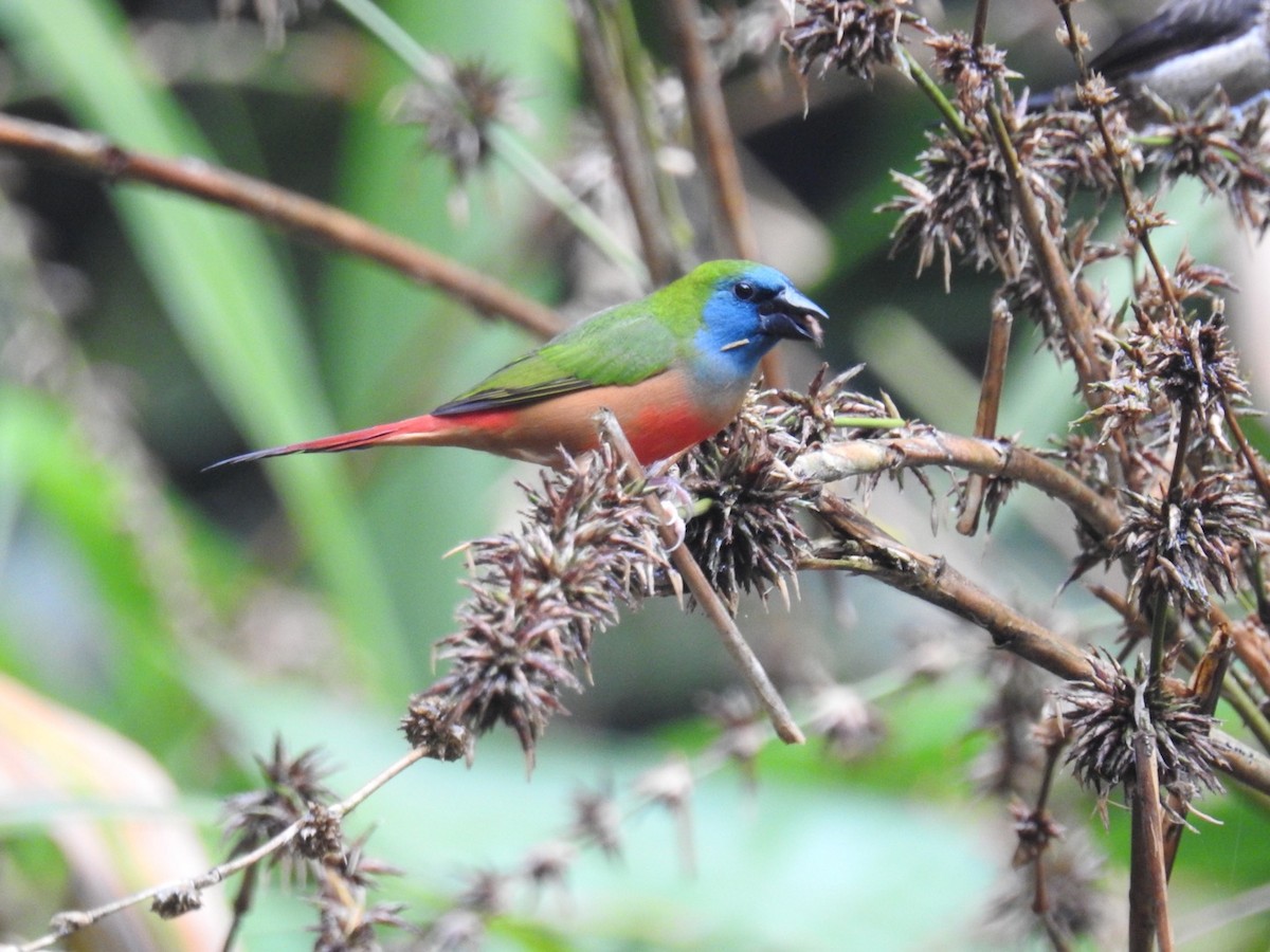 Pin-tailed Parrotfinch - Erythrura prasina - Birds of the World