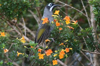 Belford's Melidectes - Melidectes belfordi - Birds of the World