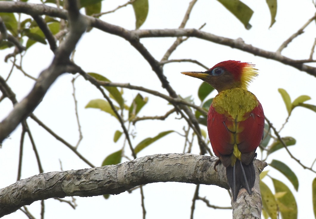 Crimson-winged Woodpecker - Picus puniceus - Birds of the World