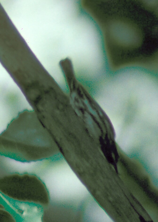 eBird Checklist - 1 Jun 1980 - Tule Lake NWR--Hovey Point trees - 12 ...