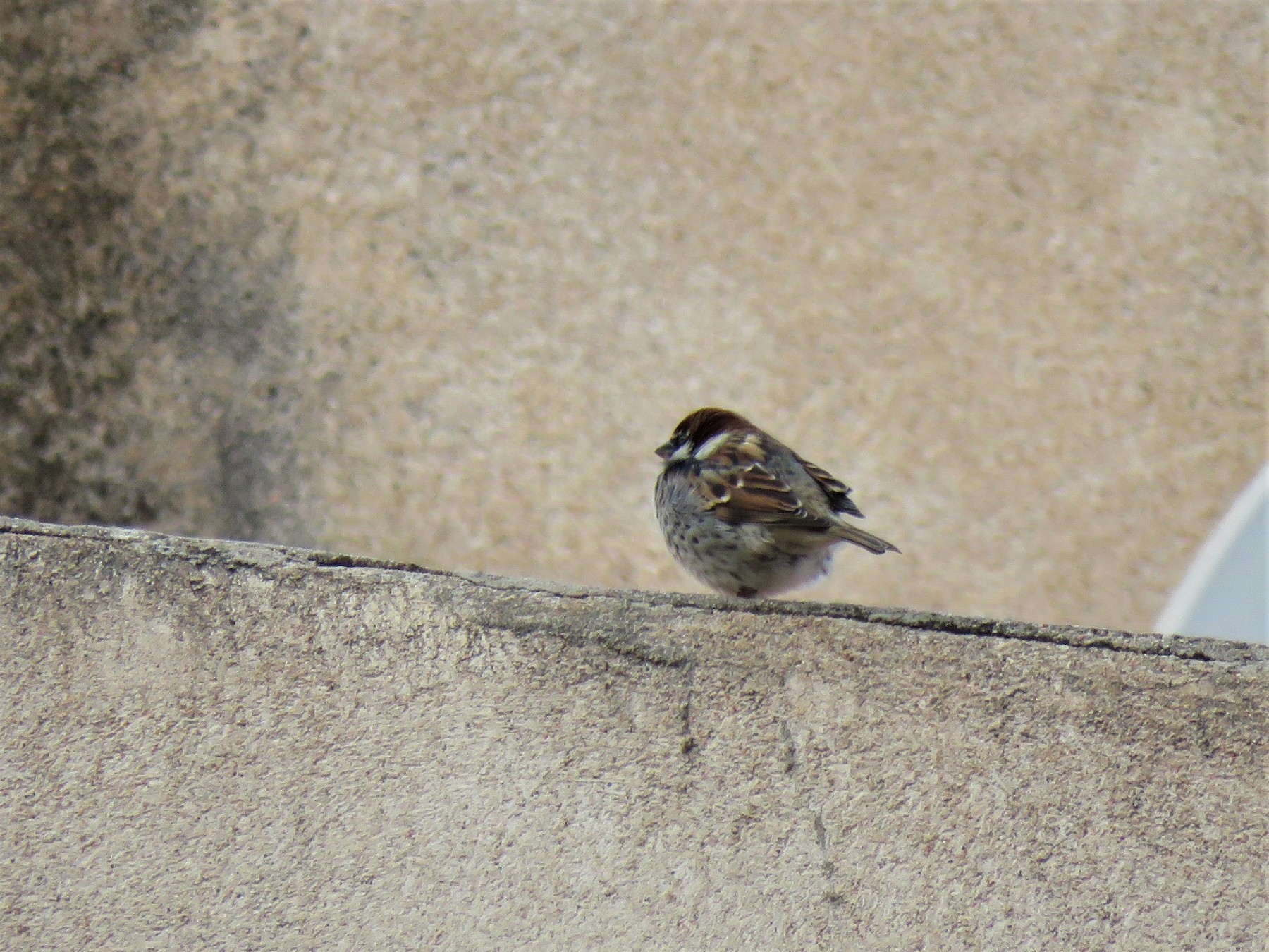 pardal-italiano x pardal-espanhol (híbrido) - eBird