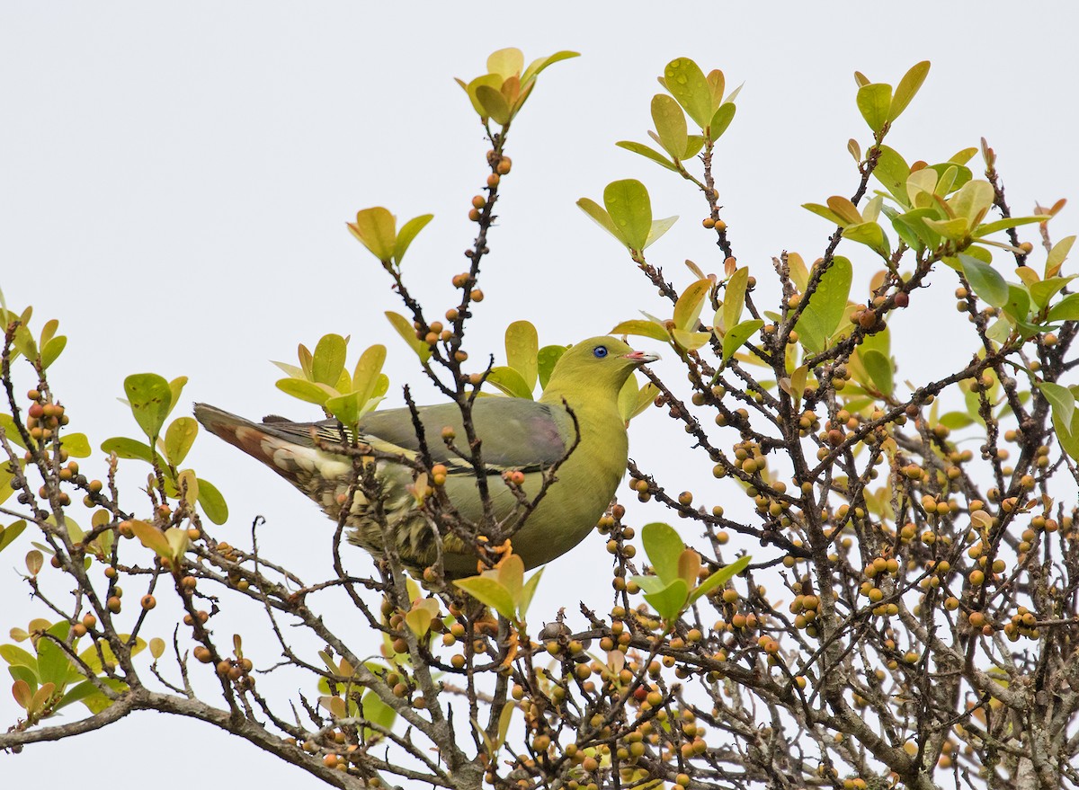 Madagascar Green-Pigeon - Treron australis - Birds of the World